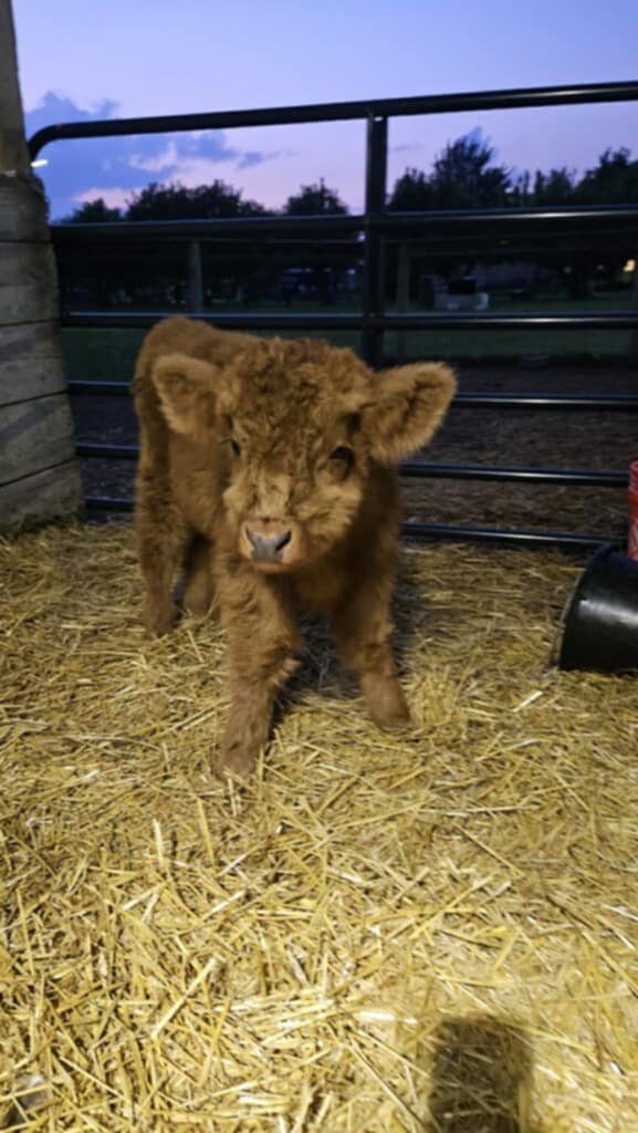 Farm Animals | The Farm At Apple Acres Bay City, MI